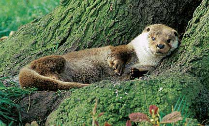 Amazing Animals of the World | Emma S. Clark Memorial Library